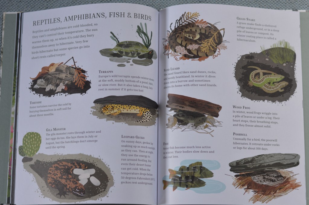 Montessori Book Club: Winter Sleep – A hibernation Story – Our ...